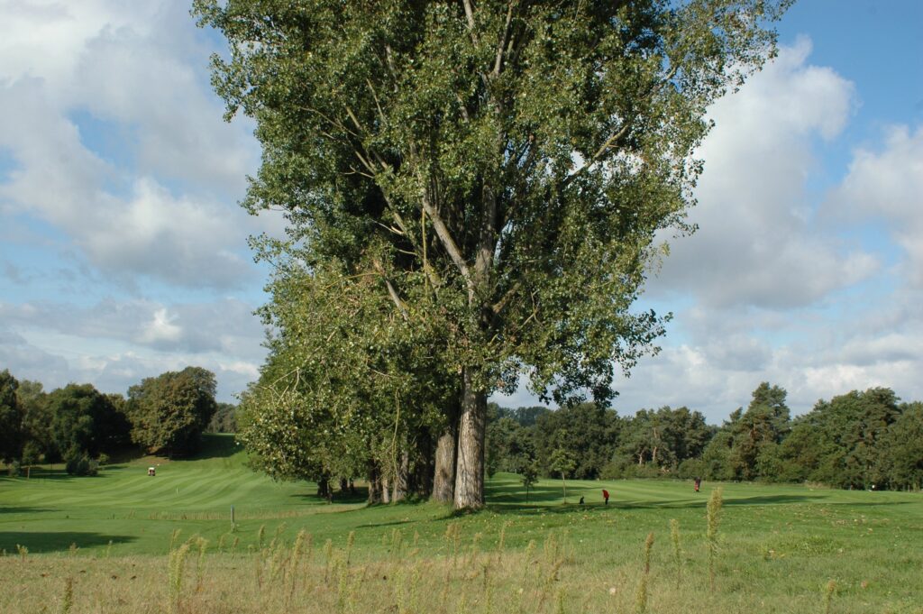 Projekt: Golfplatz Oftersheim – bhmp